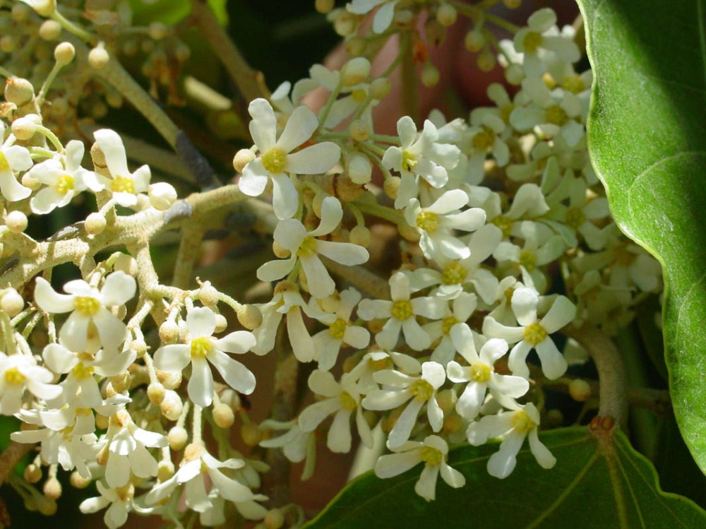 The Flowers of Maui Nui | ABOUT MAUI NUI